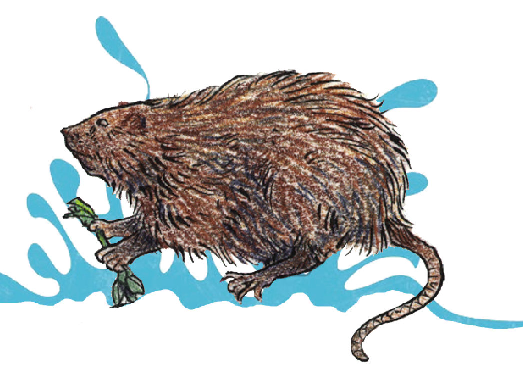 Muskrat Marathon Award – We Love Clean Rivers